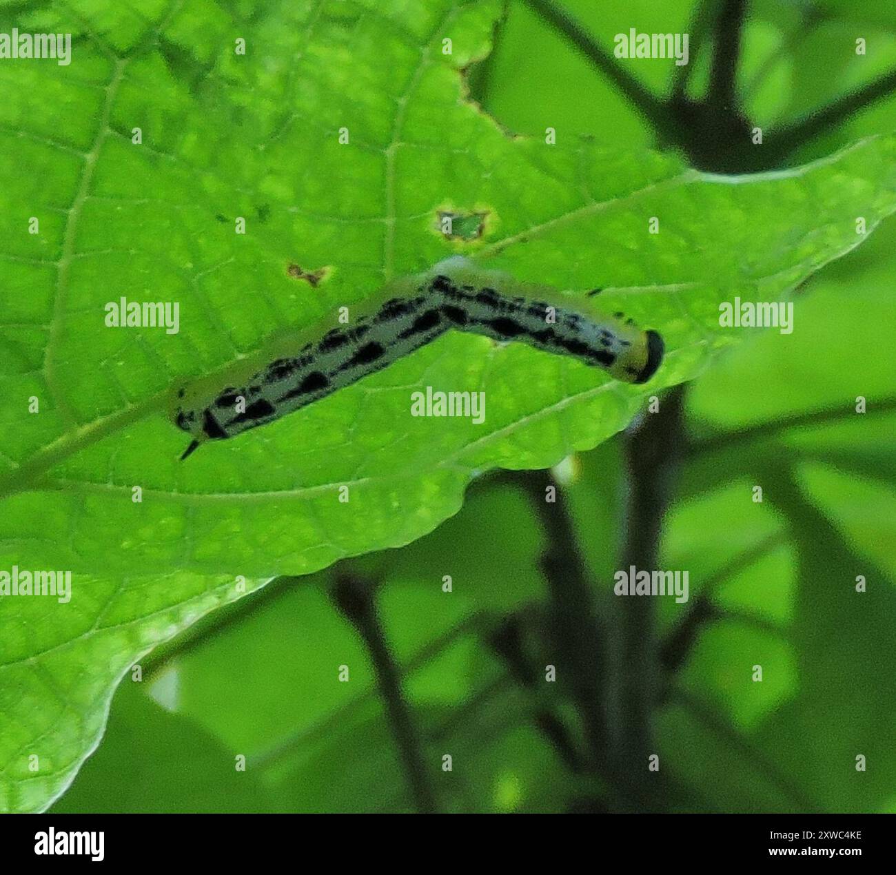 Catalpa Sphinx (Ceratomia catalpae) Insecta Stock Photo - Alamy
