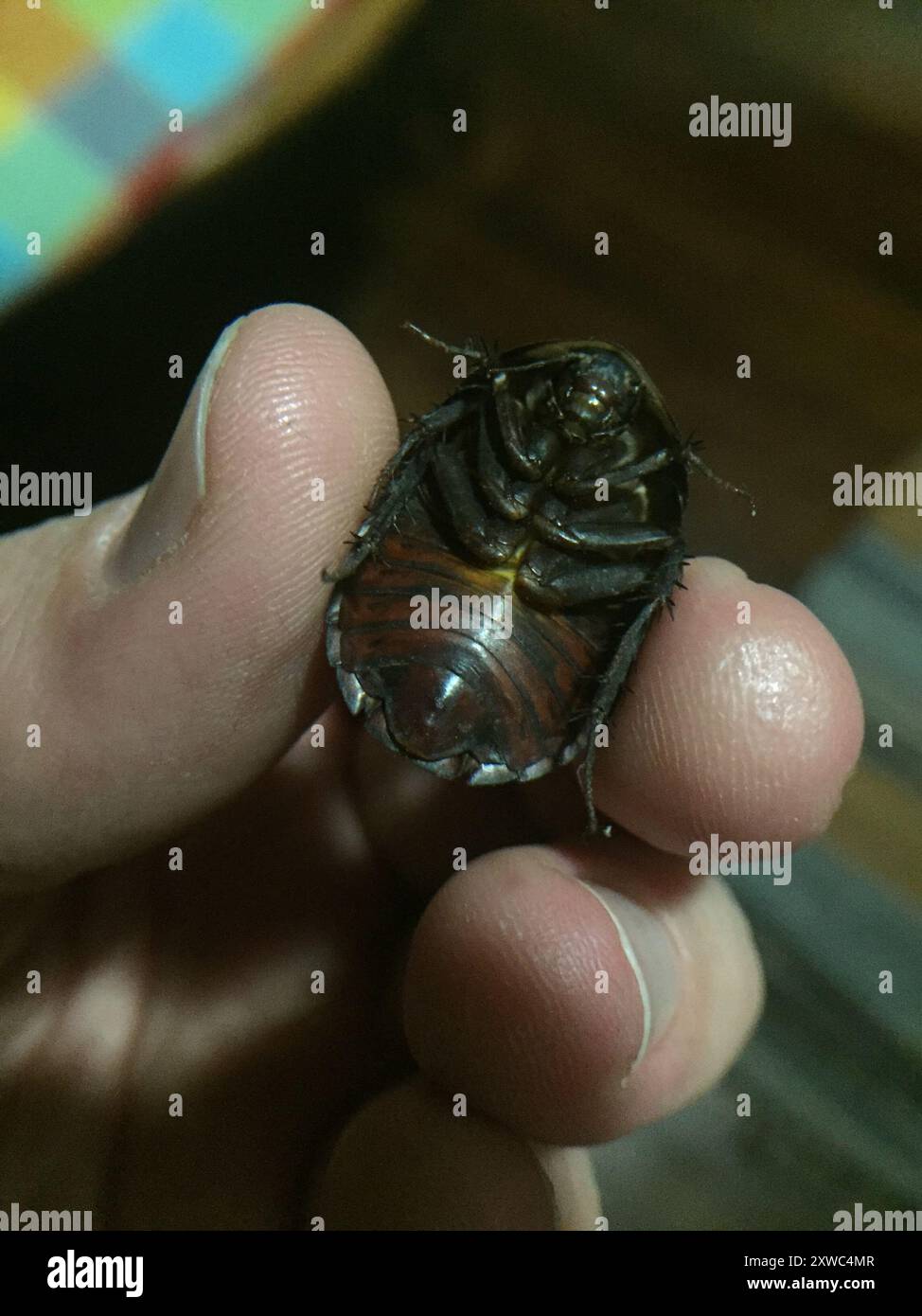 Egyptian cockroach polyphaga aegyptiaca hi-res stock photography and ...