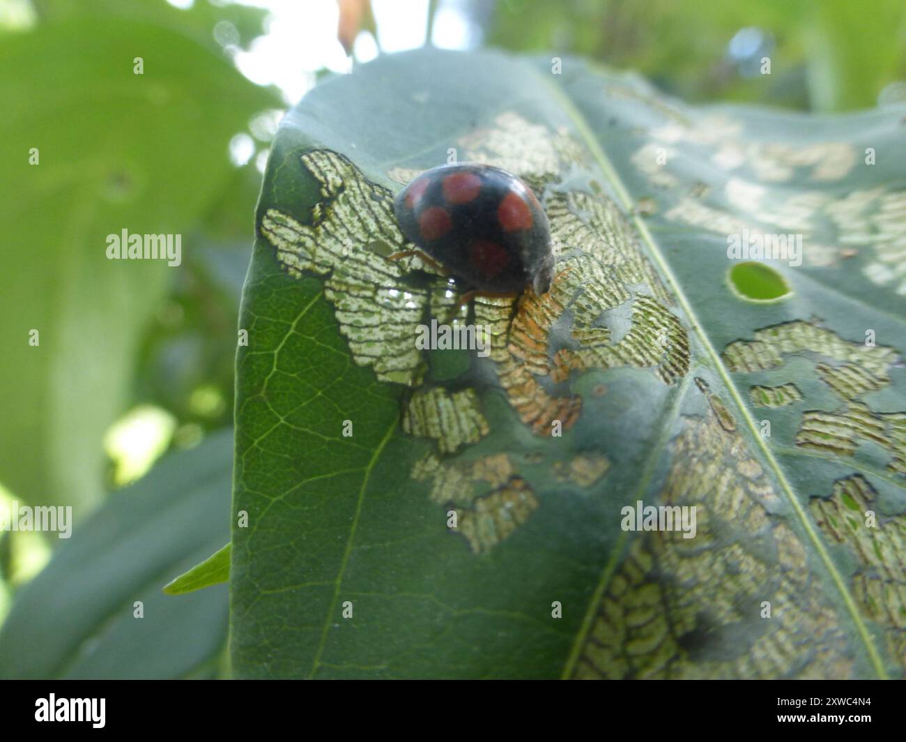 Epilachna hi-res stock photography and images - Alamy