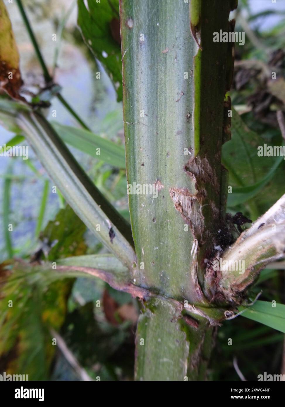 Water Figwort (Scrophularia auriculata) Plantae Stock Photo - Alamy