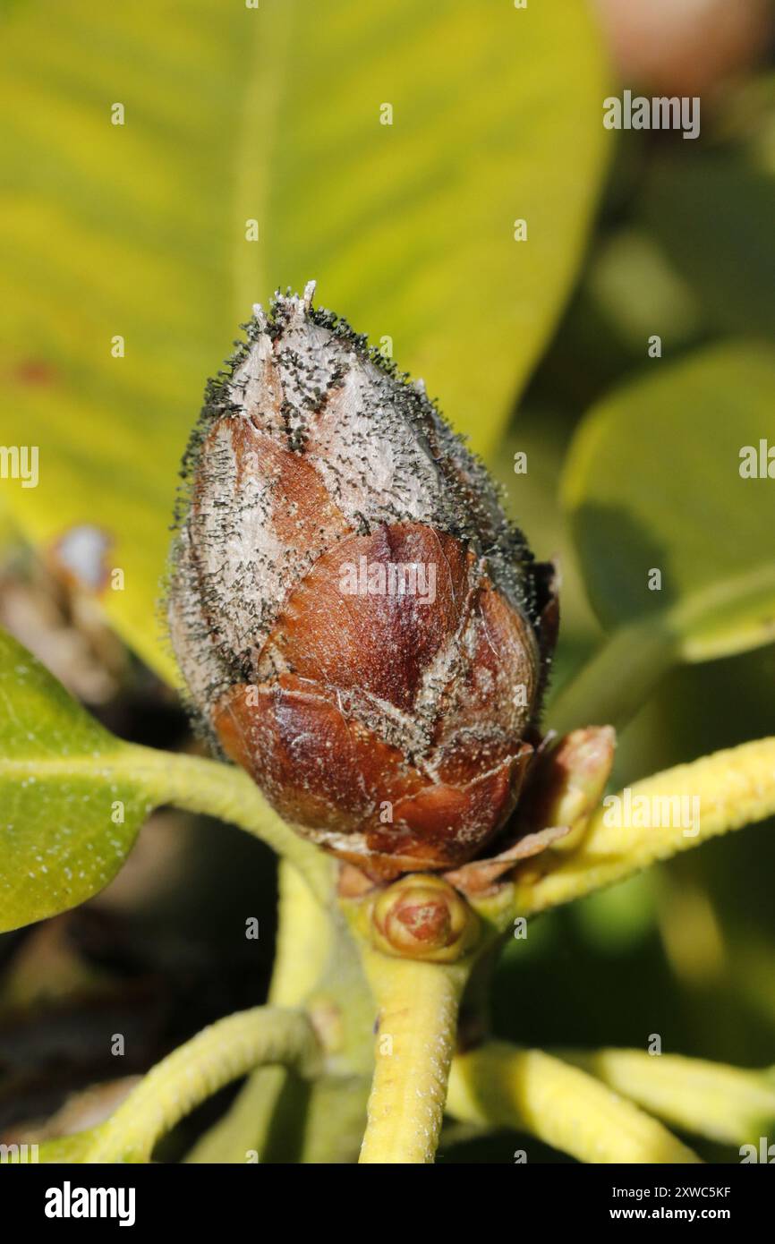 Rhododendron Blight (Seifertia azaleae) Fungi Stock Photo - Alamy