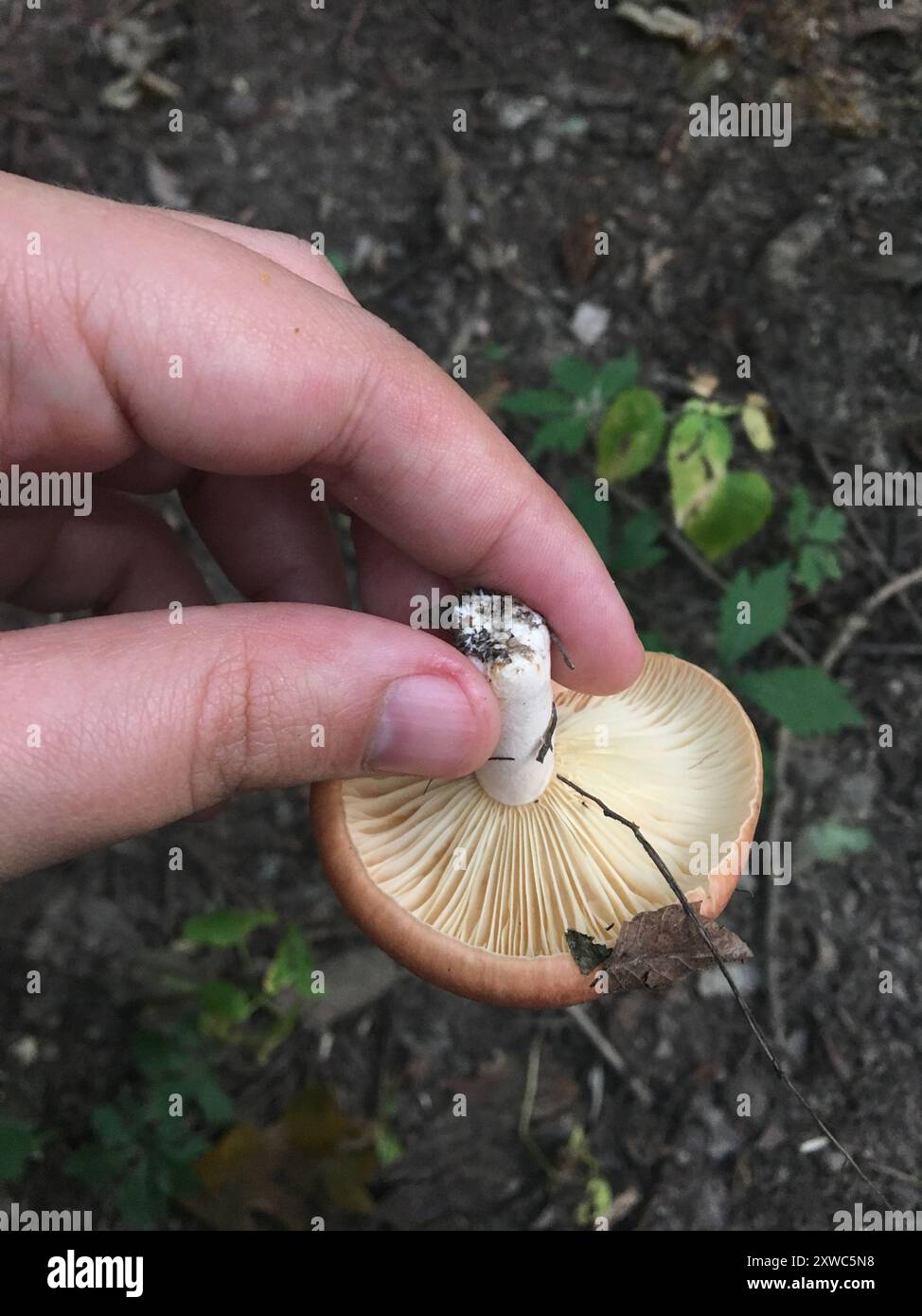 Common Milkcaps (Lactarius) Fungi Stock Photo - Alamy