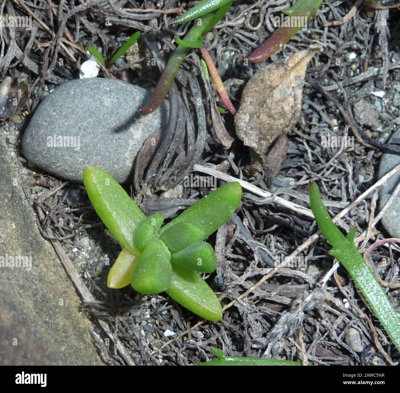 New Zealand Ice Plant (Disphyma australe) Plantae Stock Photo - Alamy