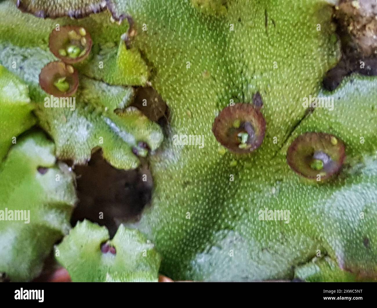 Common Liverwort (Marchantia polymorpha) Plantae Stock Photo - Alamy