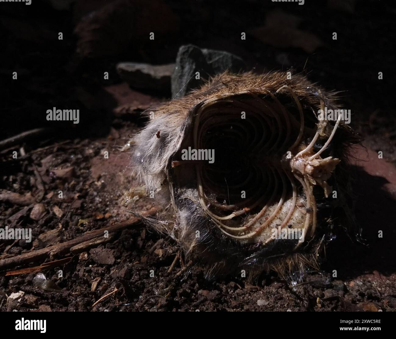 Mice, Rats, and Hamsters (Myomorpha) Mammalia Stock Photo - Alamy