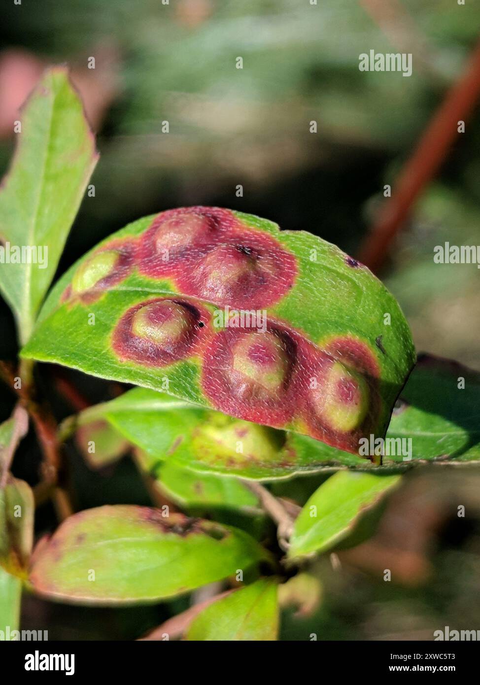 Dogwood Eyespot Gall Midge (Parallelodiplosis subtruncata) Insecta ...