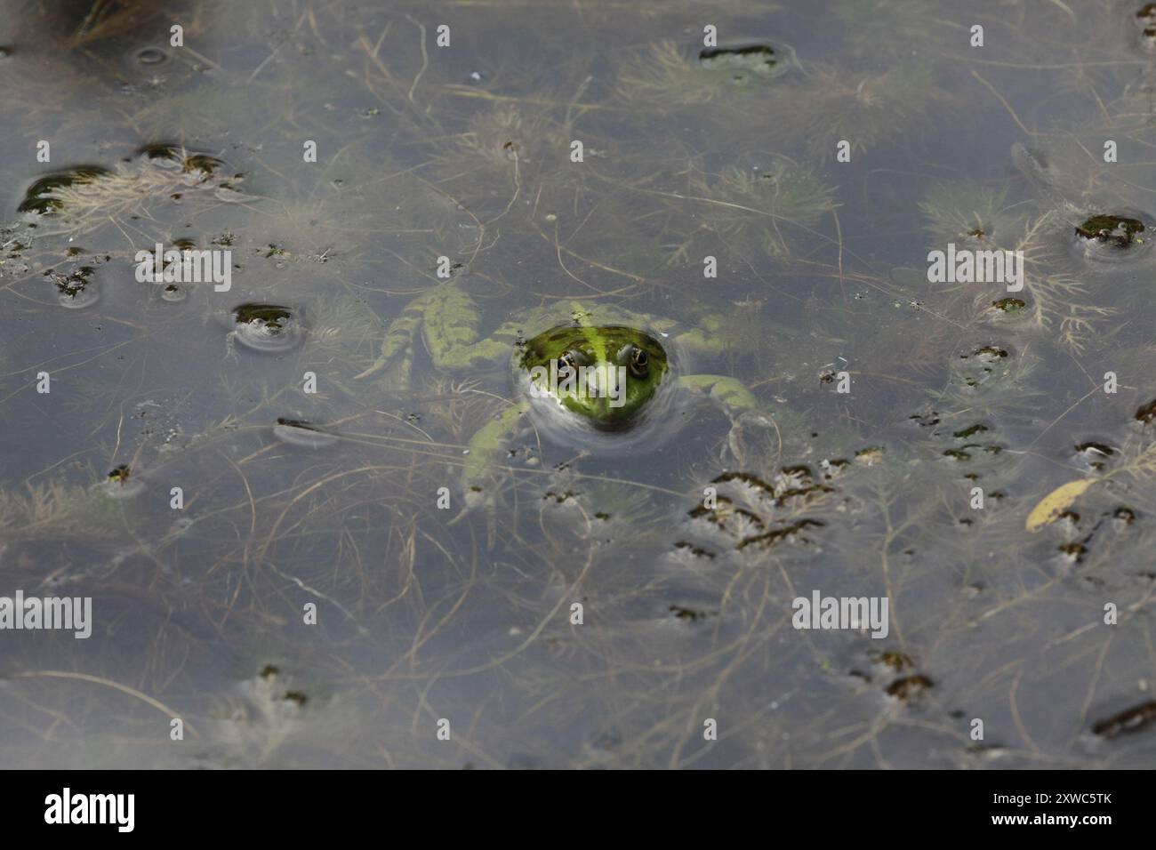 Pool Frog (Pelophylax lessonae lessonae) Amphibia Stock Photo - Alamy