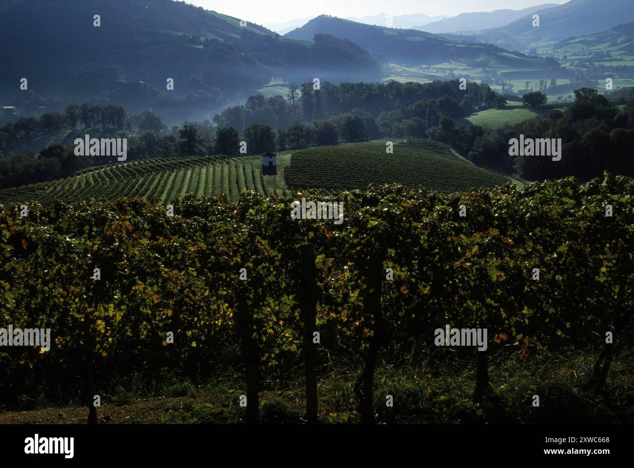 Grape harvest, Cave d'Iroul Stock Photo - Alamy