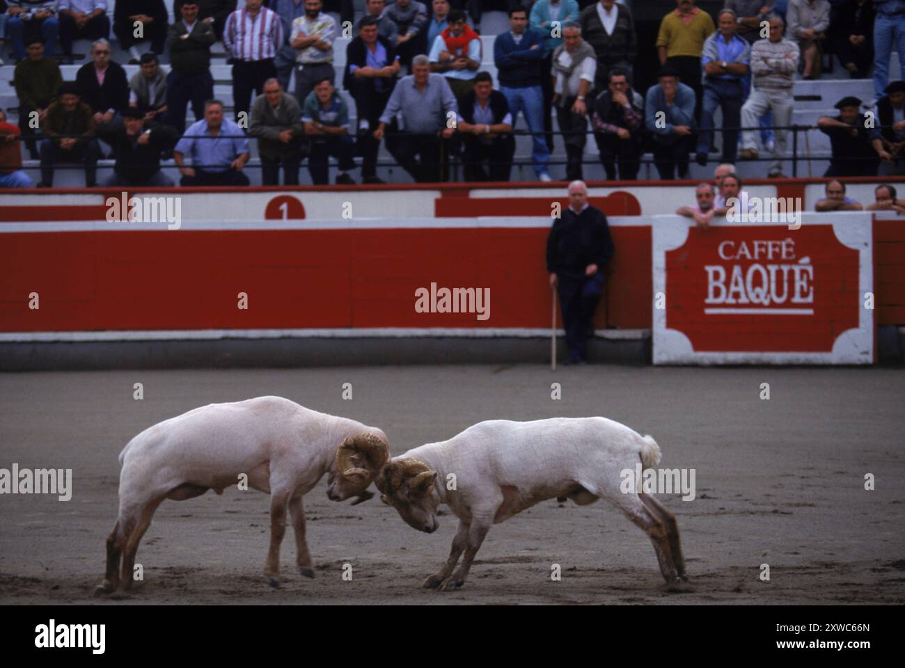 A ram fight in a arena, Azpeita, Spain Stock Photo - Alamy