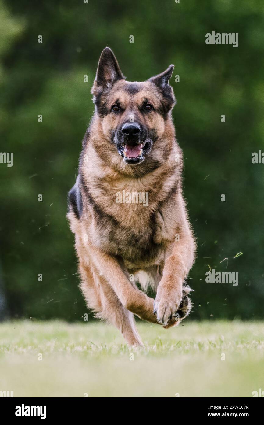 German shepherd canis familiaris hi-res stock photography and images ...