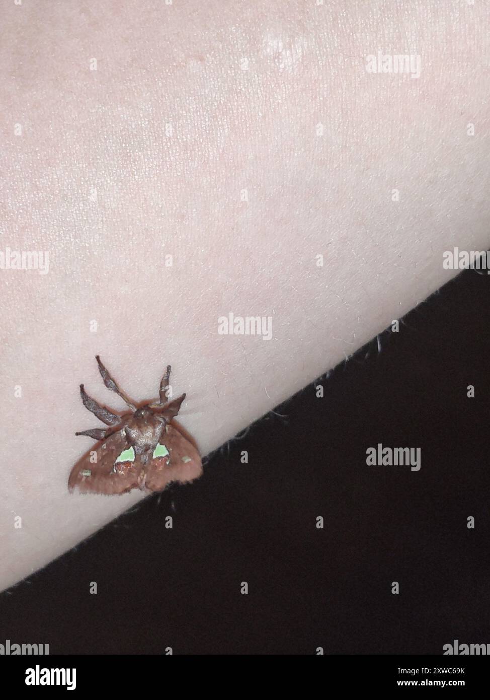 Euclea slug moth hi-res stock photography and images - Alamy