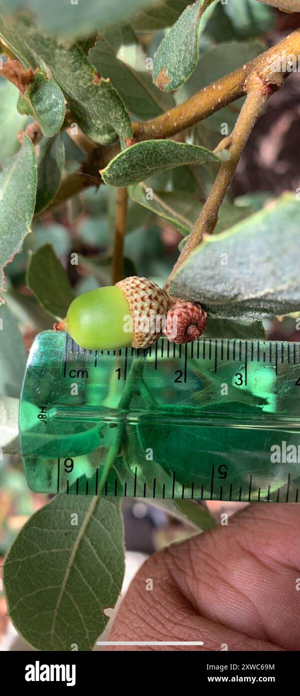 Arizona white oak (Quercus arizonica) Plantae Stock Photo - Alamy