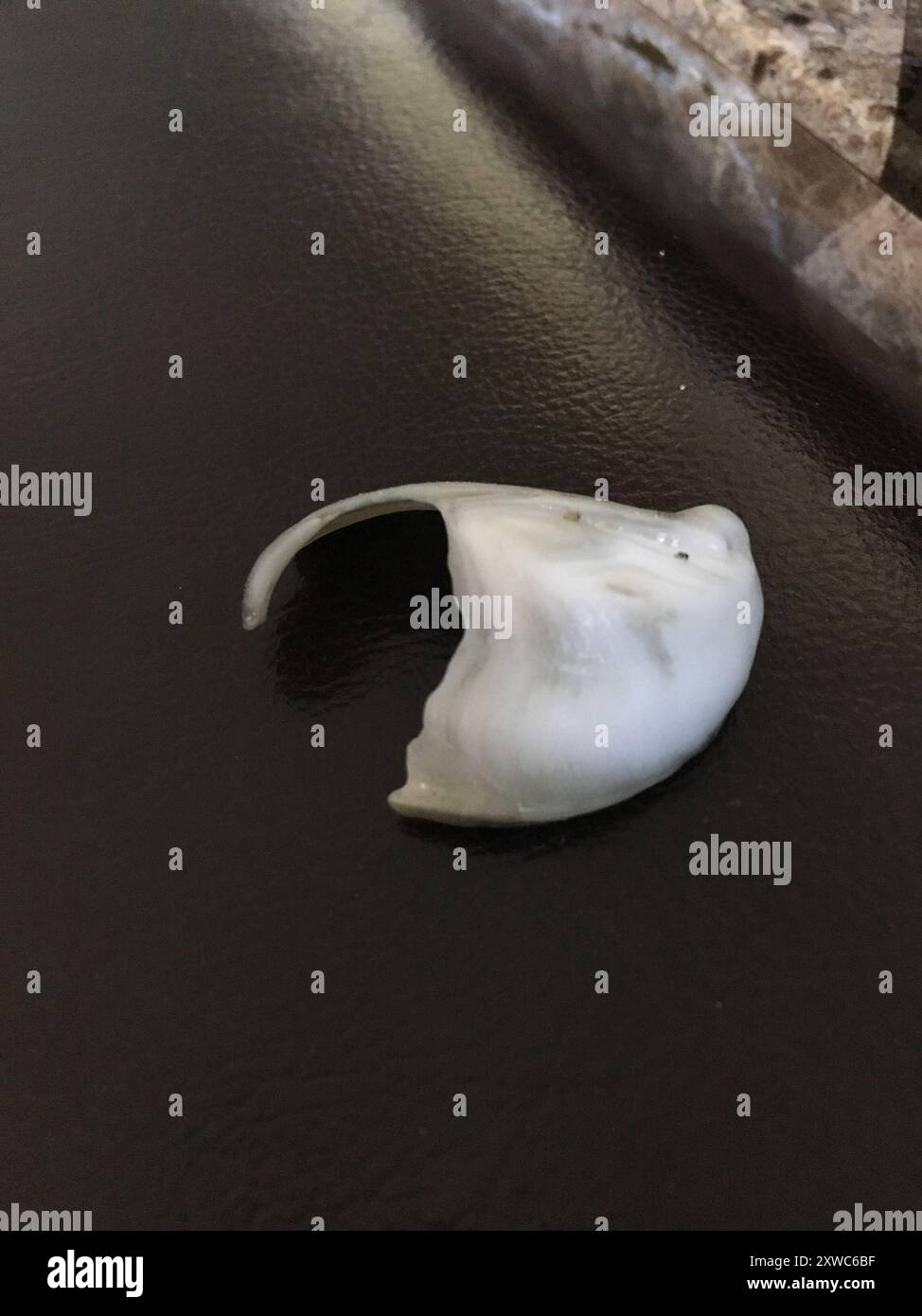 Typical Slippersnails (Crepidula) Mollusca Stock Photo - Alamy