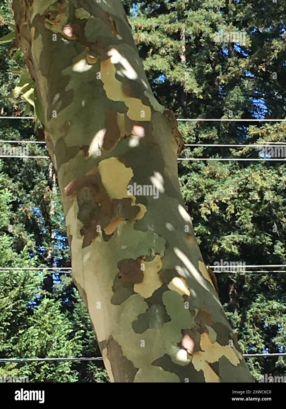 western sycamore (Platanus racemosa) Plantae Stock Photo - Alamy