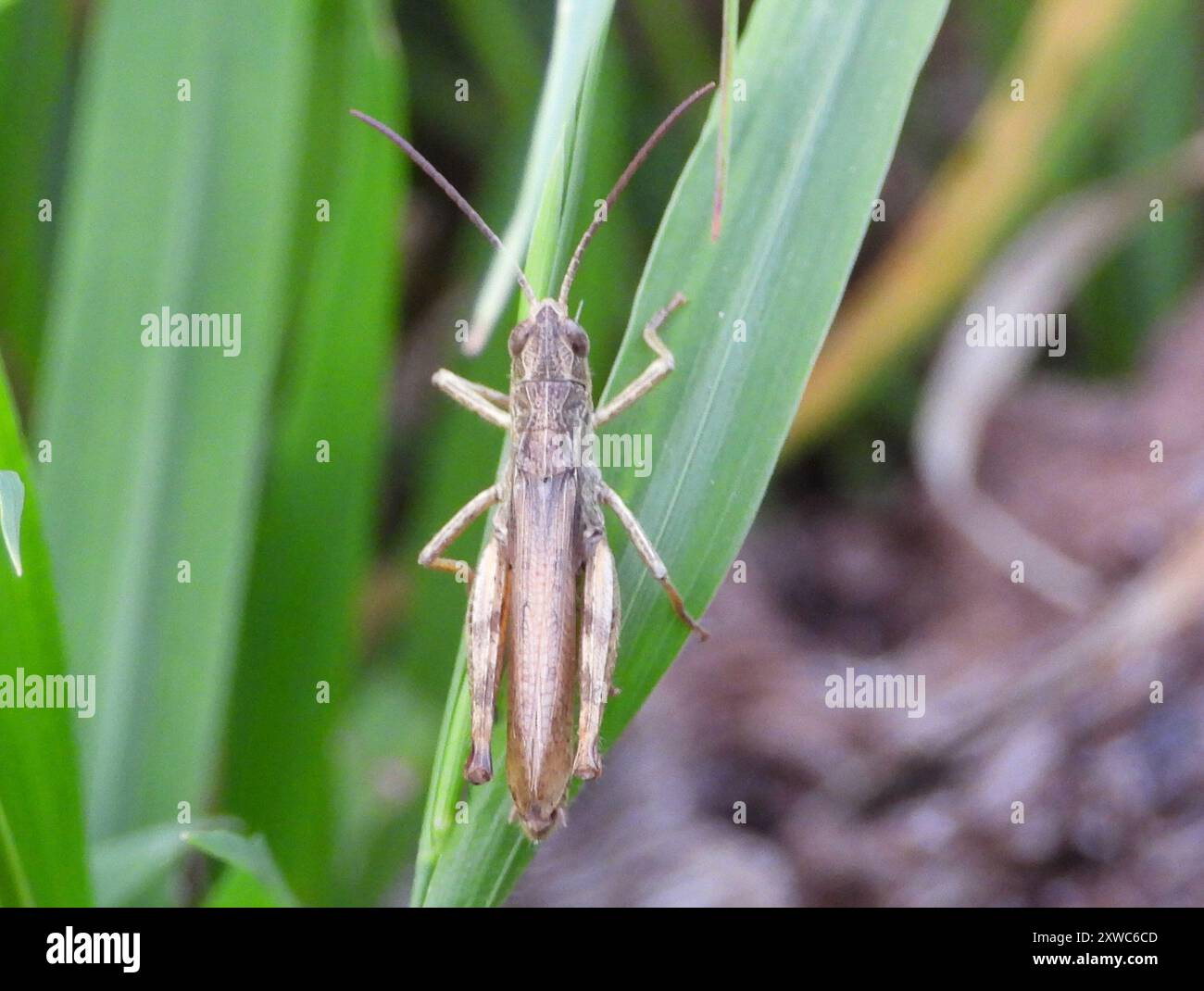 Locomotive Grasshopper (Chorthippus apricarius) Insecta Stock Photo - Alamy