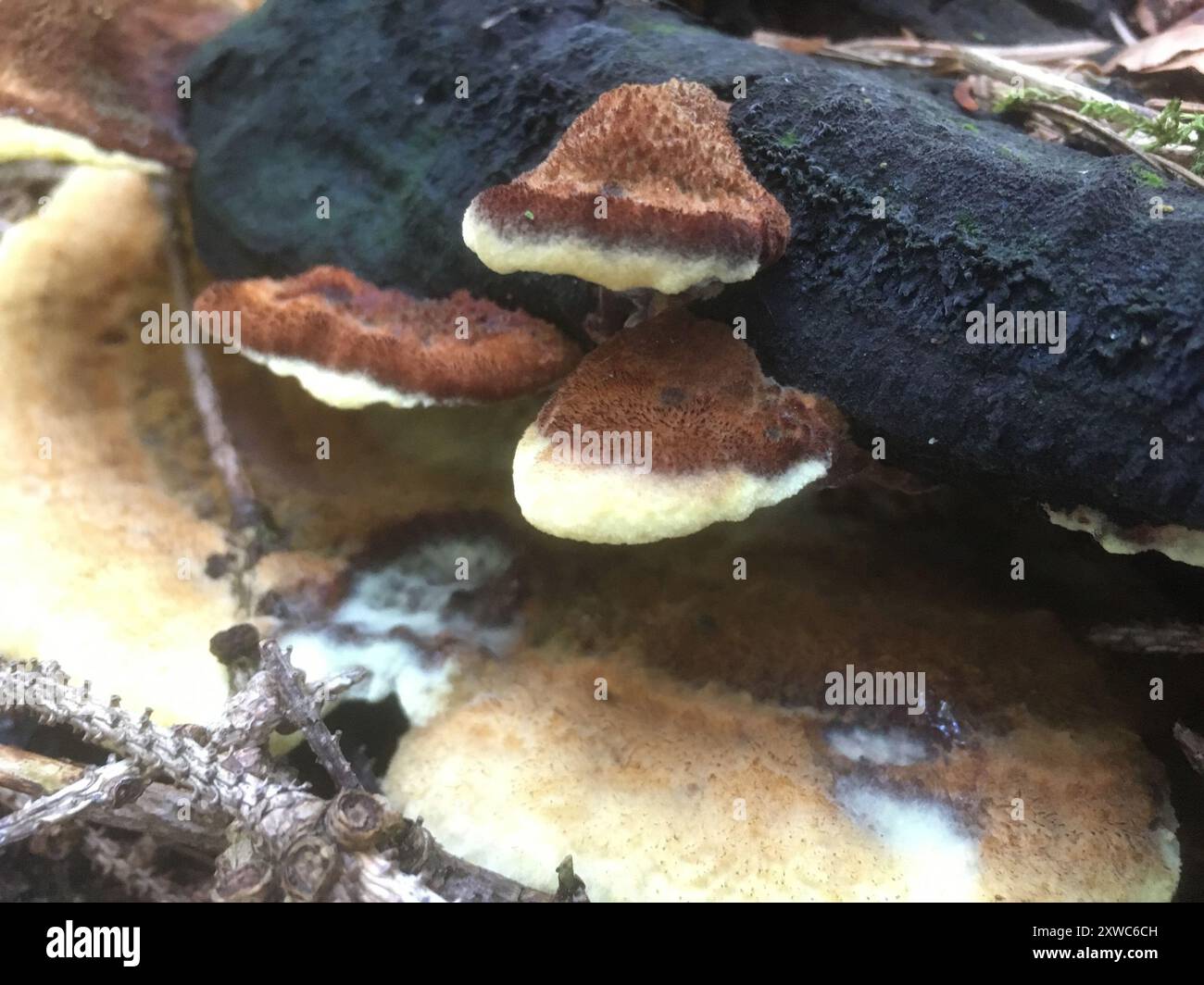 Dyer's Polypore (Phaeolus schweinitzii) Fungi Stock Photo - Alamy