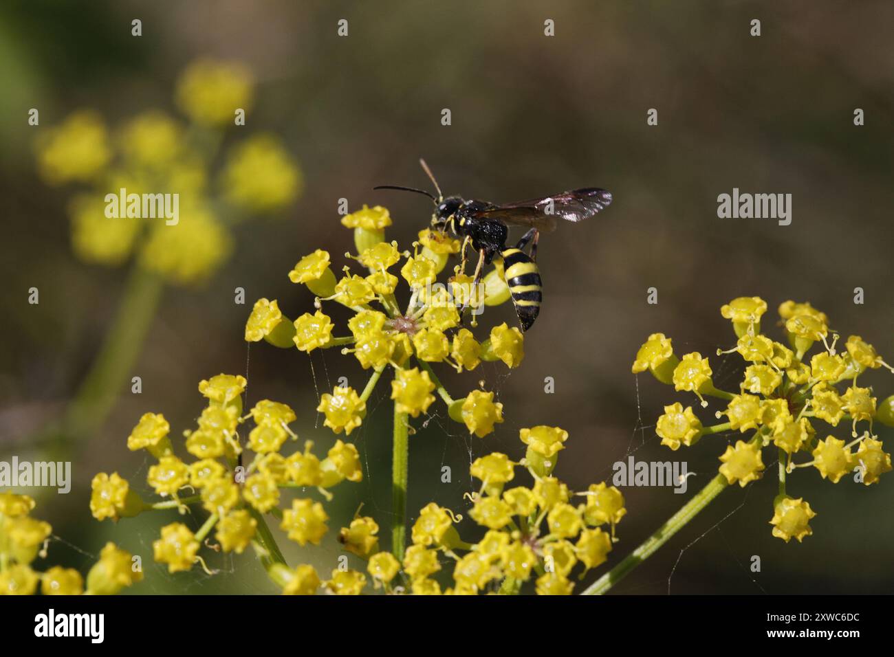 Gorytes laticinctus hi-res stock photography and images - Alamy