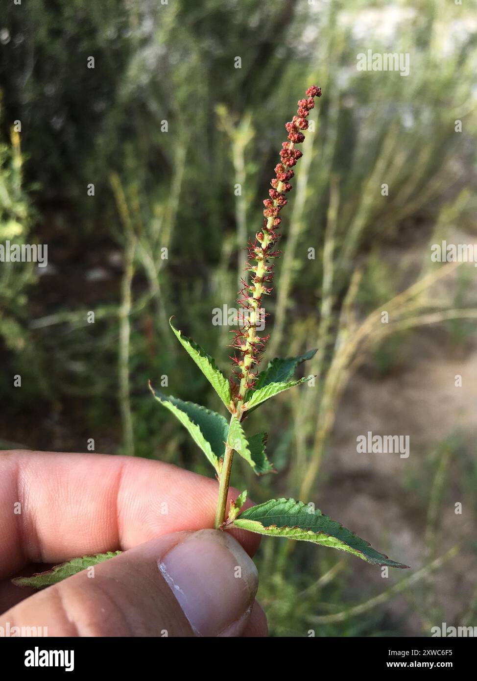 shrubby copperleaf (Acalypha phleoides) Plantae Stock Photo - Alamy