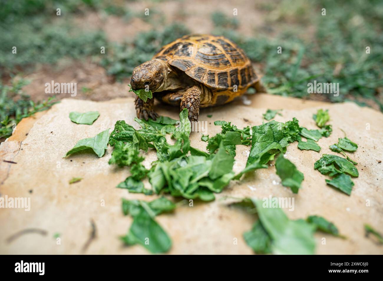 Hanging of the greens hi-res stock photography and images - Alamy