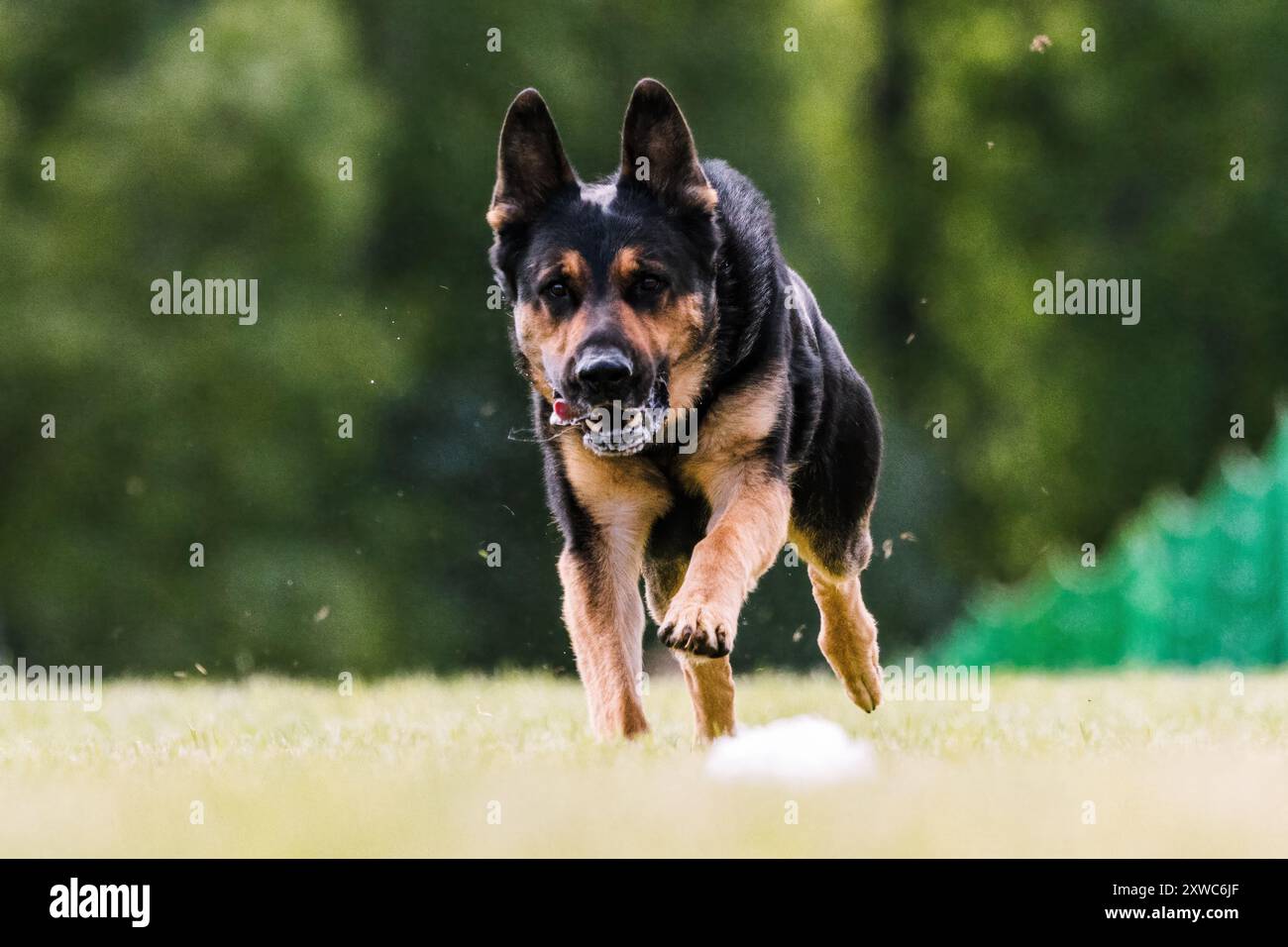 German shepherd canis familiaris hi-res stock photography and images ...
