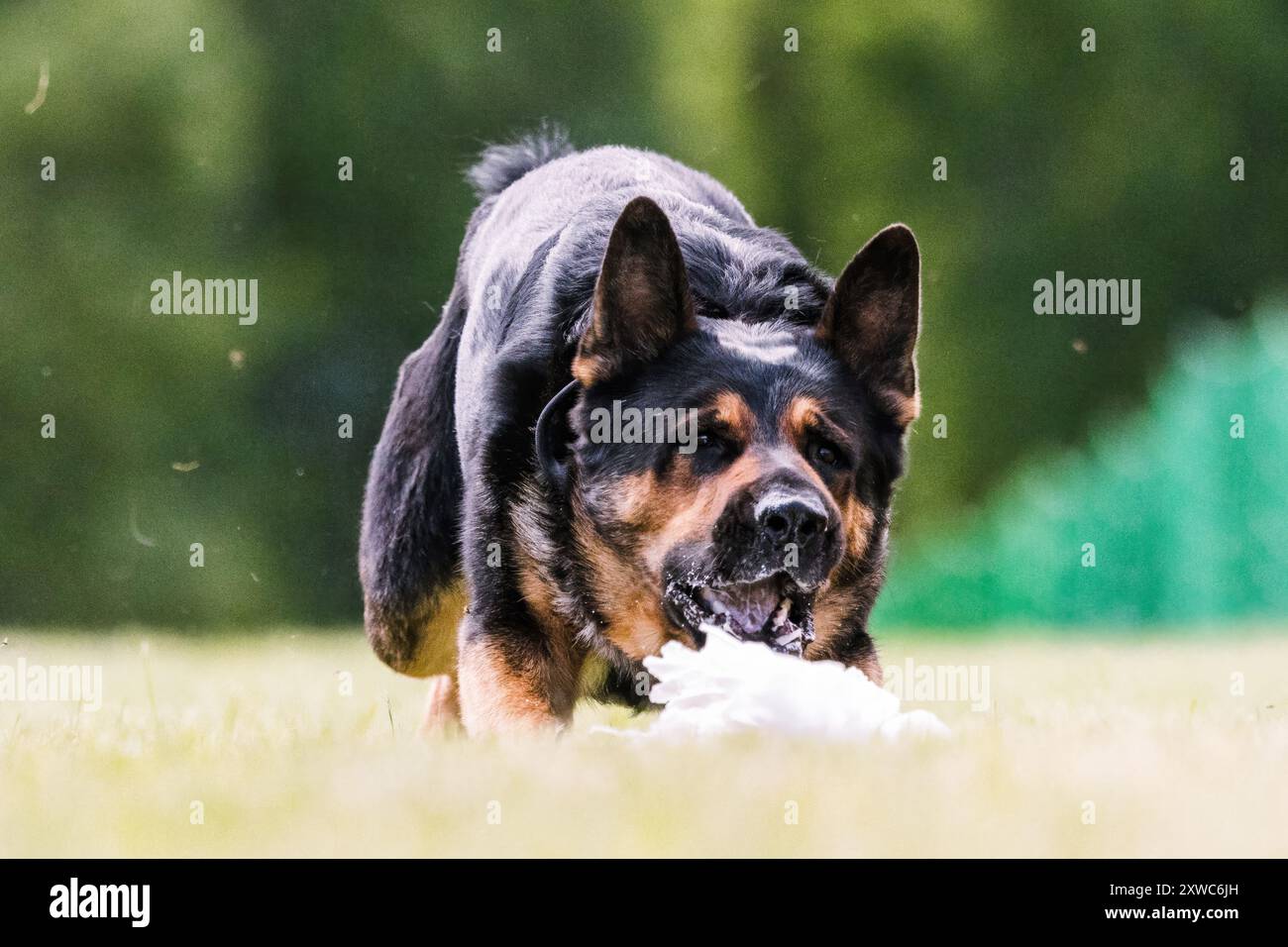 German shepherd in competition hi-res stock photography and images - Alamy