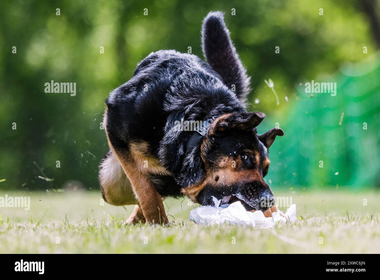 German shepherd in competition hi-res stock photography and images - Alamy