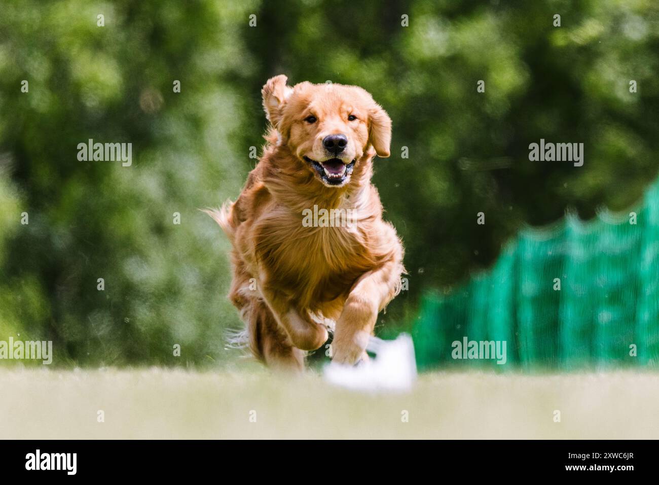 Golden Retriever dog running lure course dog sport Stock Photo - Alamy