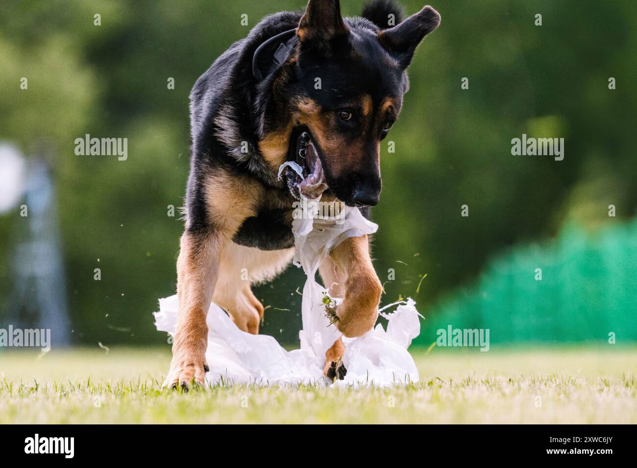 German Shepherd Dog catching plastic bag in lure course dog sport Stock ...