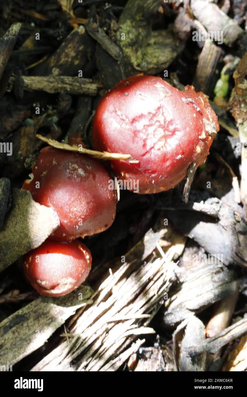 Lady, Fungus, Scavenger, and Bark Beetles (Coccinelloidea) Insecta ...