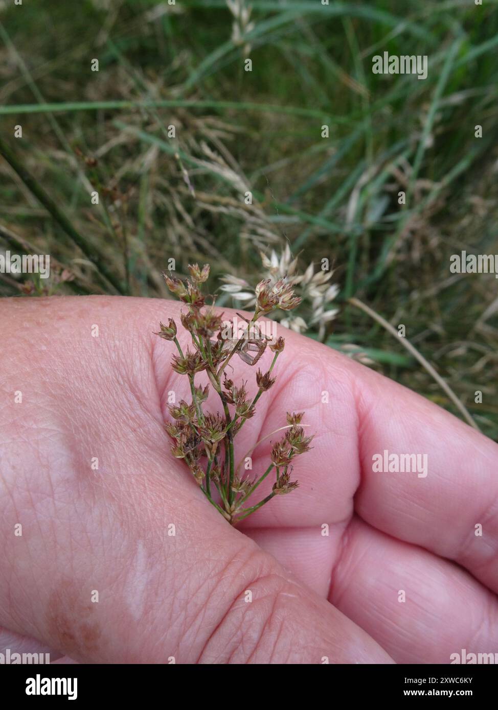 Sharp-flowered Rush (Juncus acutiflorus) Plantae Stock Photo - Alamy
