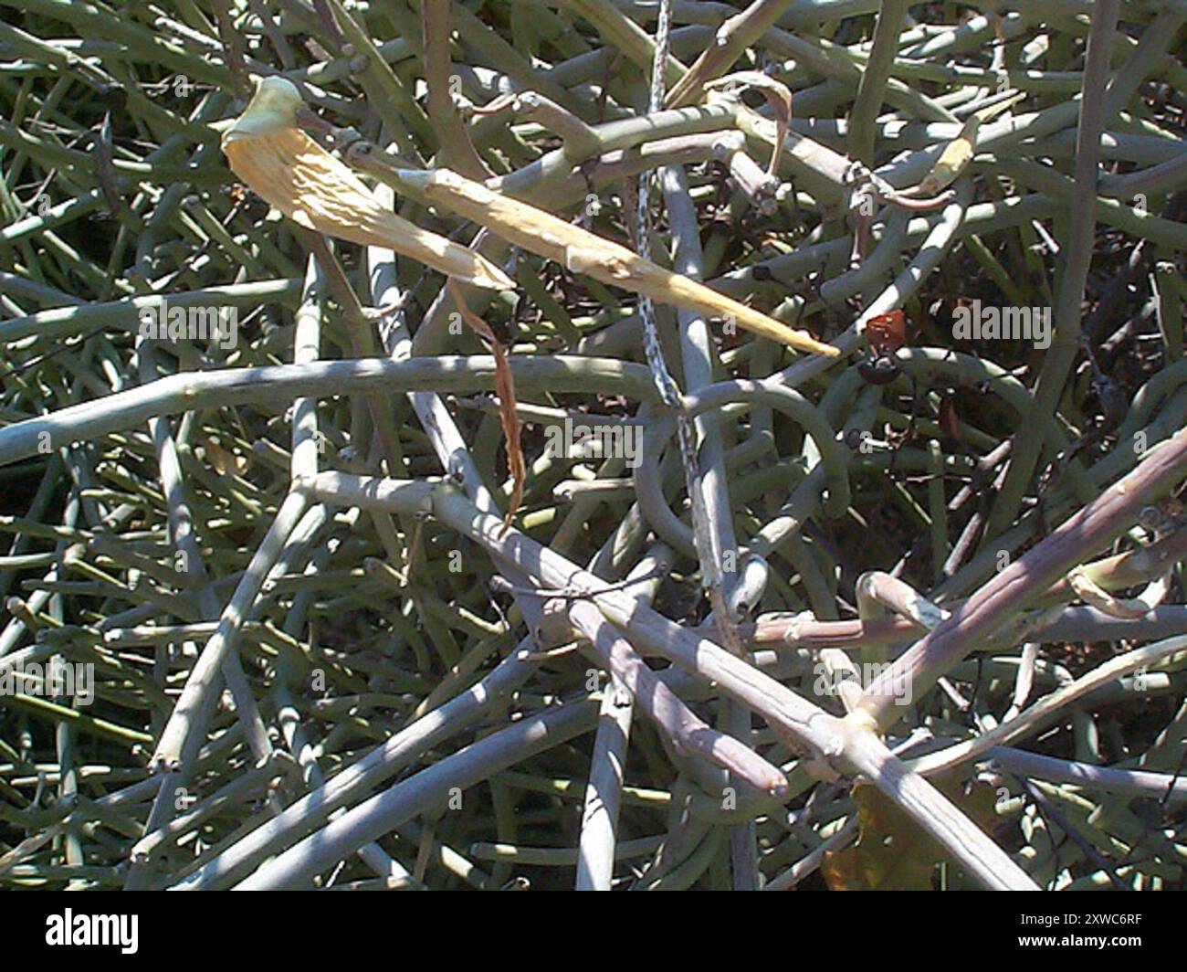 Caustic vine hi-res stock photography and images - Alamy
