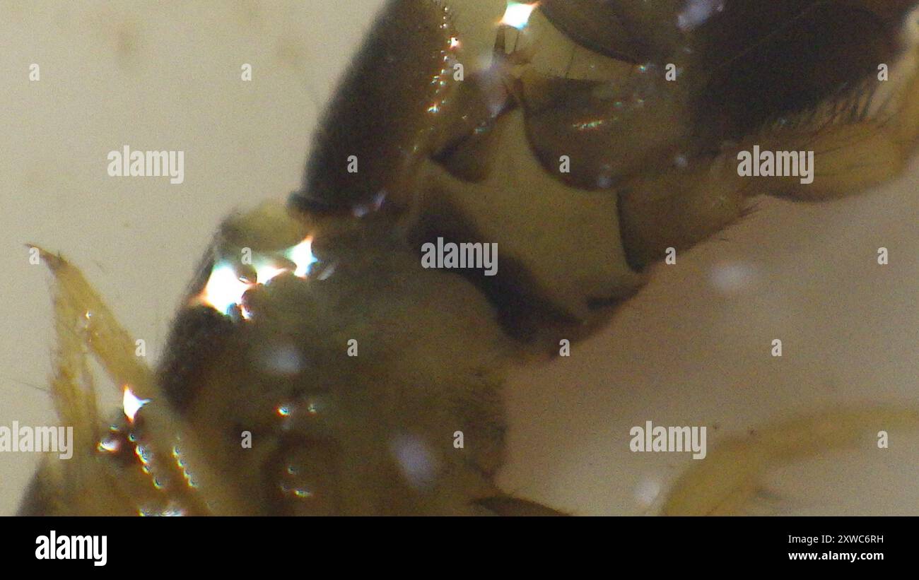 Little Sister Sedges (Cheumatopsyche) Insecta Stock Photo - Alamy