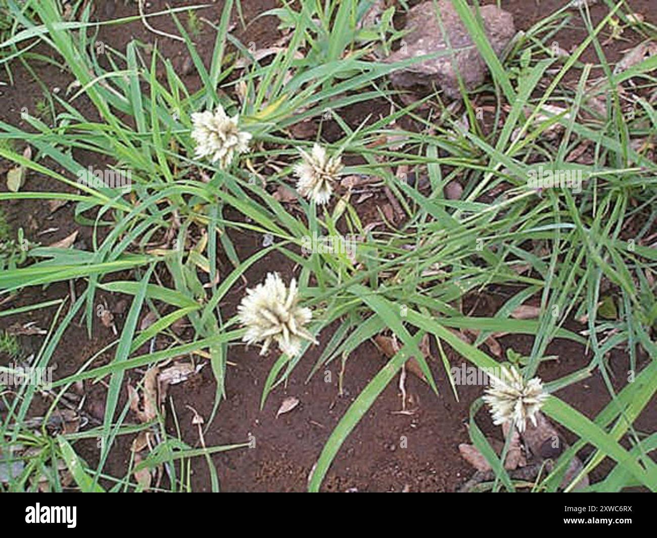 Cyperus niveus hi-res stock photography and images - Alamy