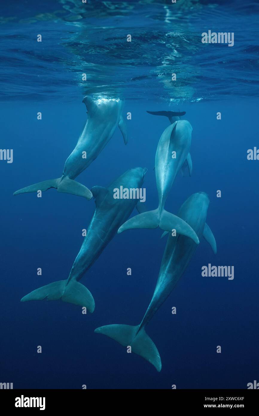 Dolphins swimming inside the barrier reef of Mayotte lagoon Indian ...