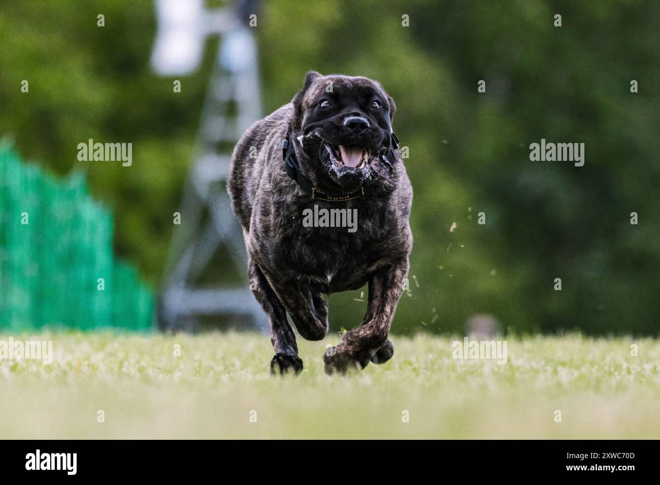 Cane Corso Italiano dog running lure course dog sport Stock Photo - Alamy