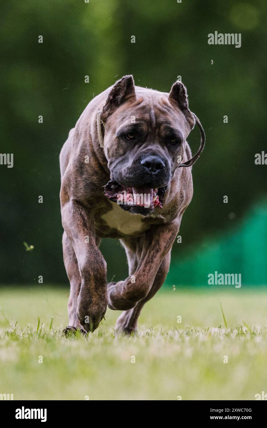 Cane italiano hi-res stock photography and images - Alamy