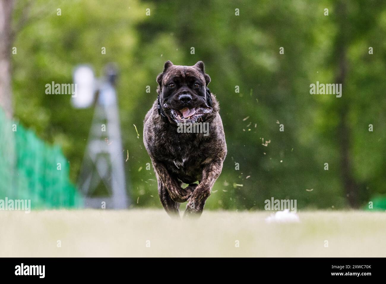 Cane Corso Italiano dog running lure course dog sport Stock Photo - Alamy