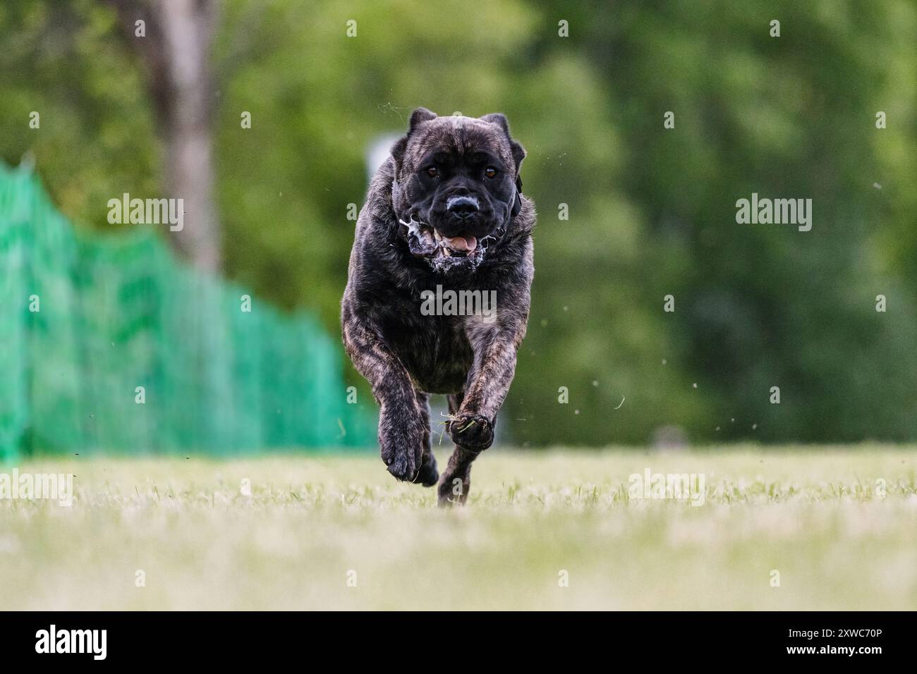 Cane Corso Italiano dog running lure course dog sport Stock Photo - Alamy