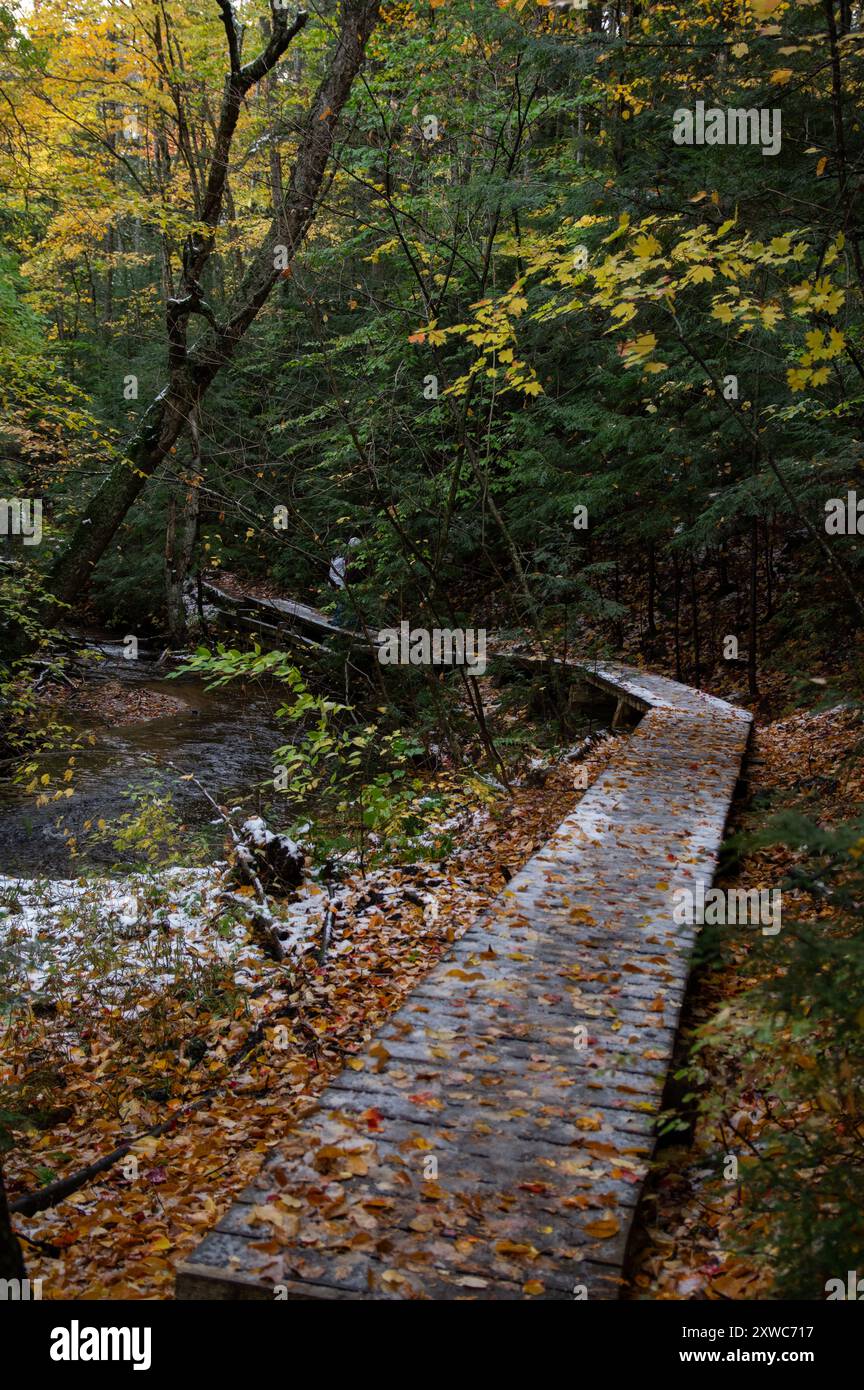 Wooden pathway through a forest with fall foliage and light snow Stock ...