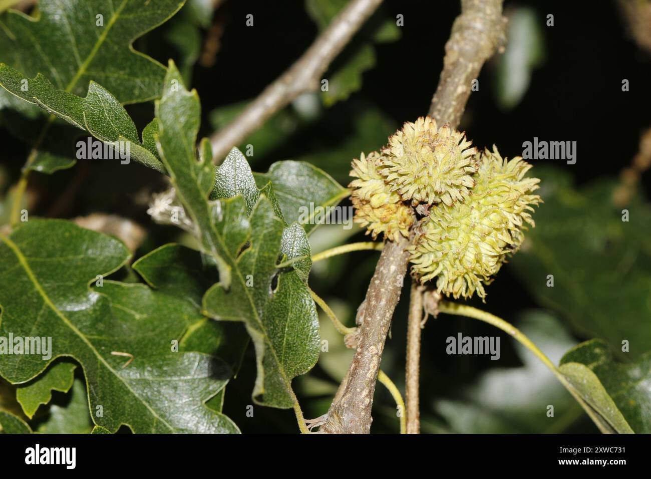 Turkey Oak (Quercus cerris) Plantae Stock Photo - Alamy