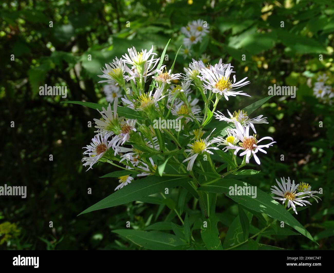 shining aster (Symphyotrichum firmum) Plantae Stock Photo - Alamy