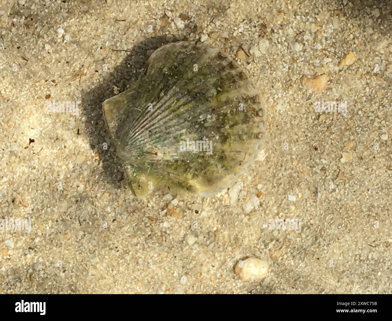 Atlantic Bay Scallop (Argopecten irradians) Mollusca Stock Photo - Alamy