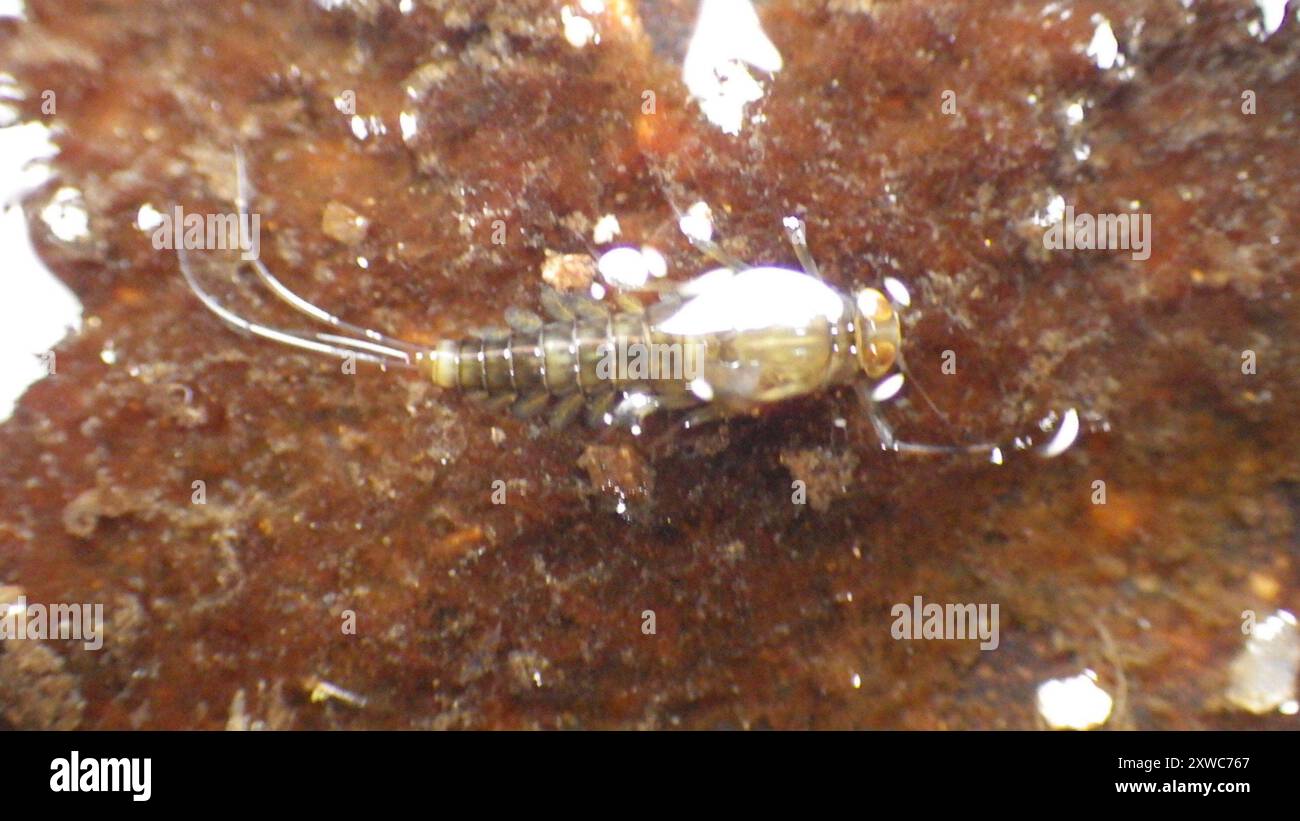 Small Mayflies (Baetidae) Insecta Stock Photo - Alamy
