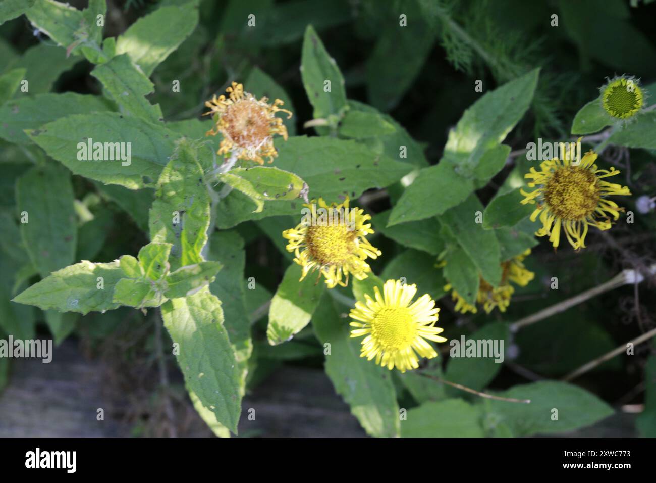 Common Fleabane (Pulicaria dysenterica) Plantae Stock Photo - Alamy