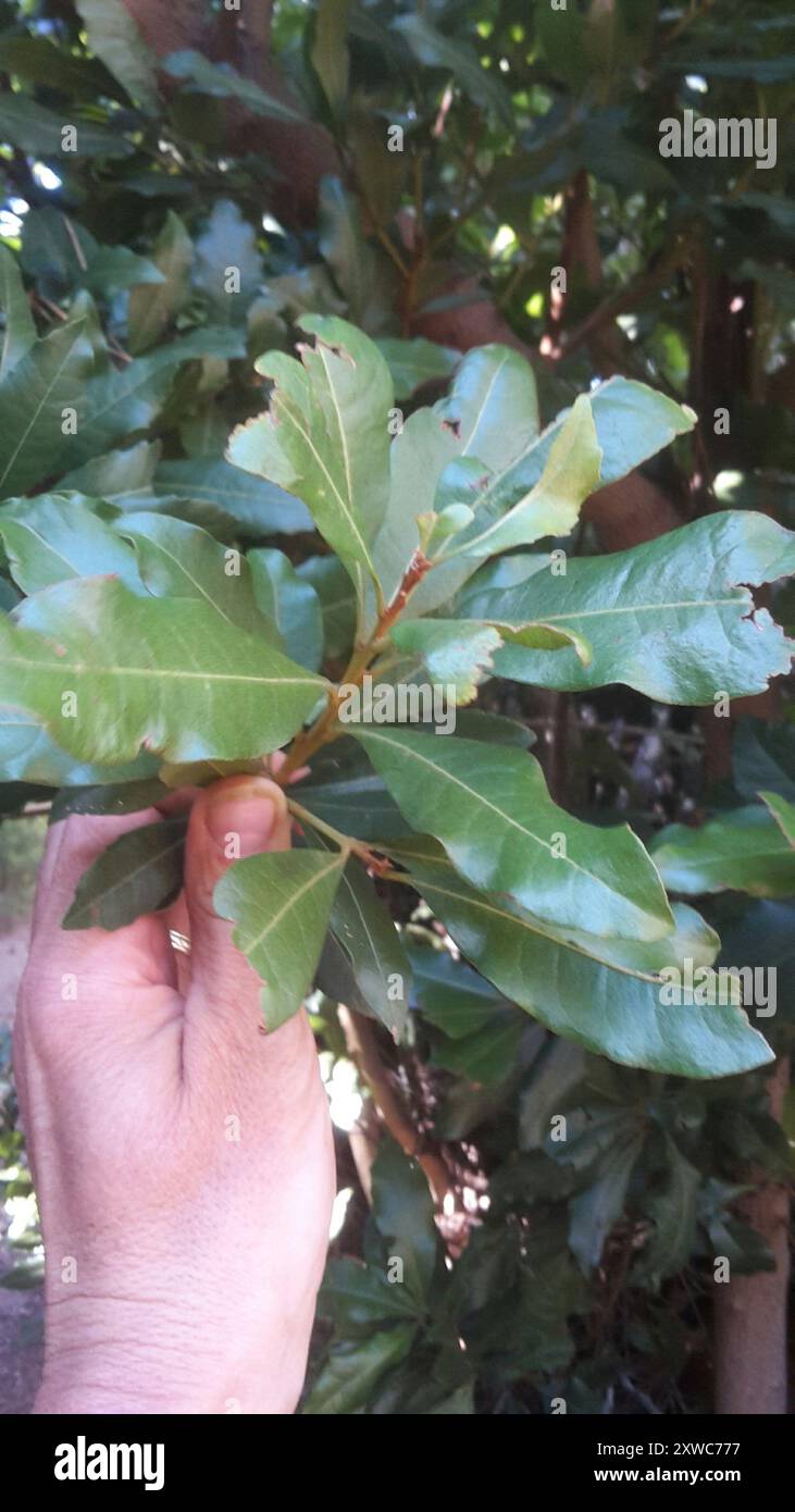 Laurus novocanariensis hi-res stock photography and images - Alamy