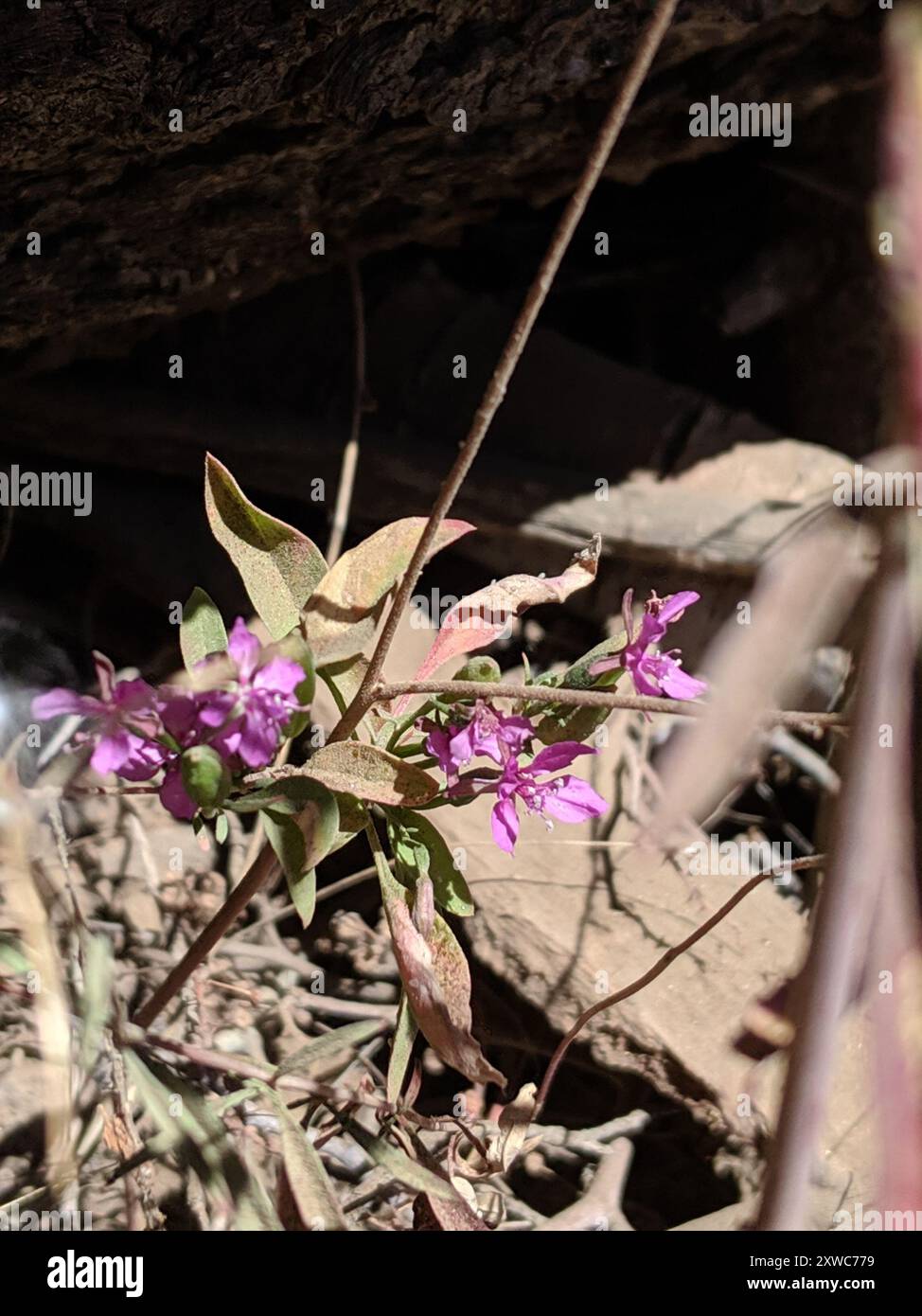 diamond clarkia (Clarkia rhomboidea) Plantae Stock Photo - Alamy
