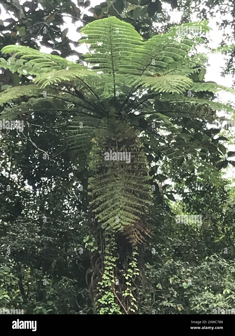 Tree Ferns and Allies (Cyatheales) Plantae Stock Photo - Alamy