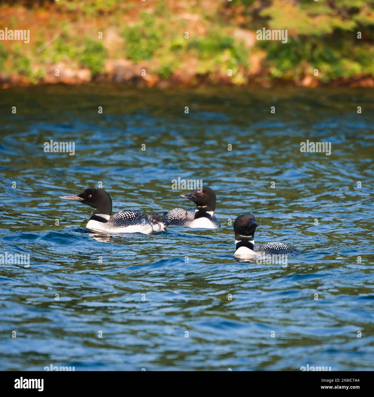 Group of three loon birds floating on lake in Canada together Stock ...
