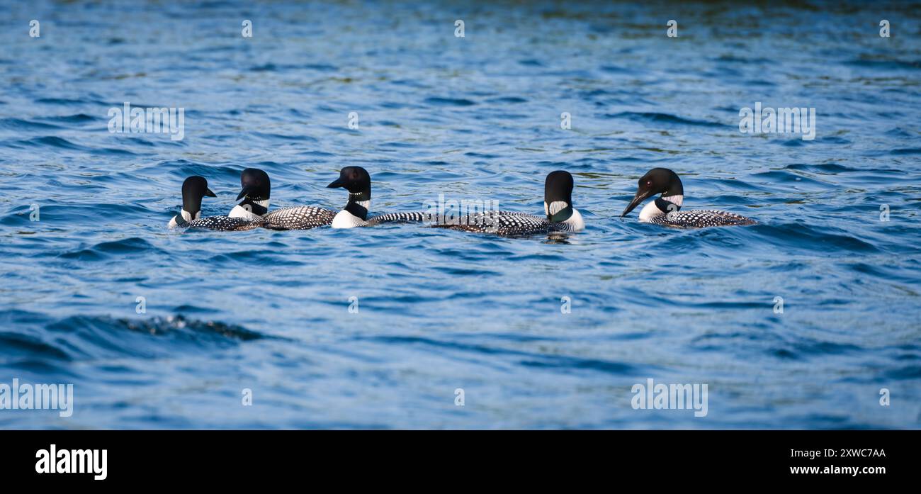 Group of five loons swimming together on lake in Canada on summer day ...