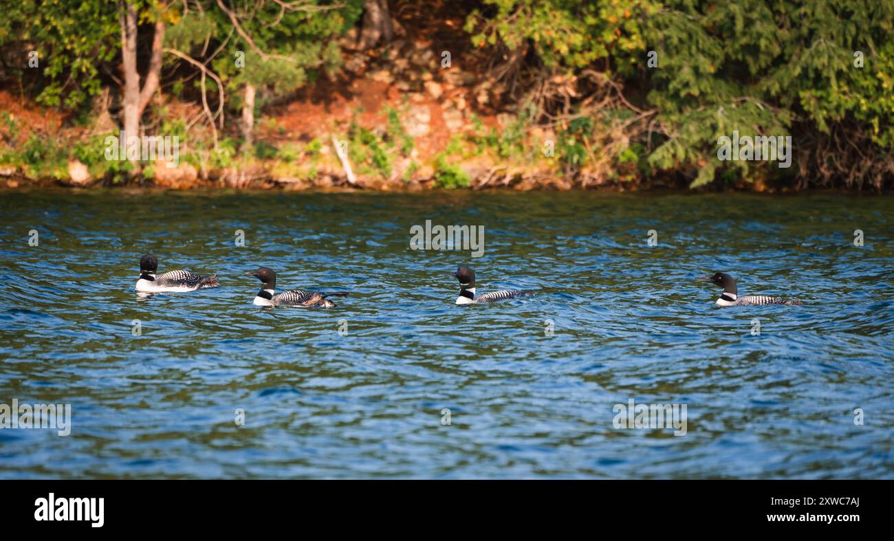 Group of four juvenile loon birds floating on lake in Canada together ...